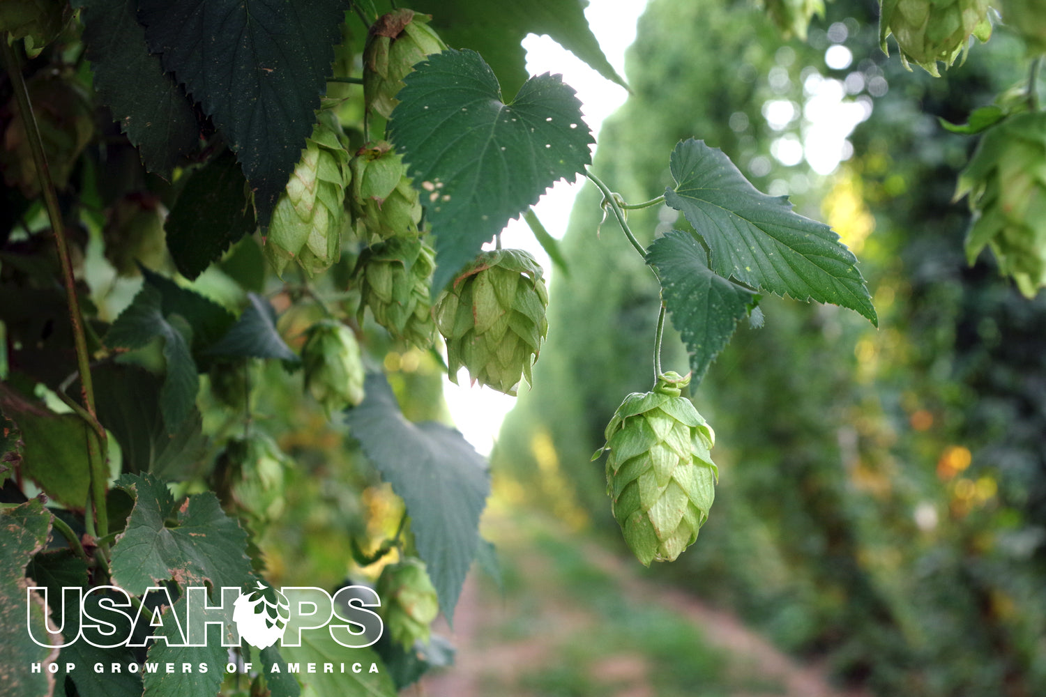 US Hops - Washington - Idaho - Oregon - BeerCo.com.au