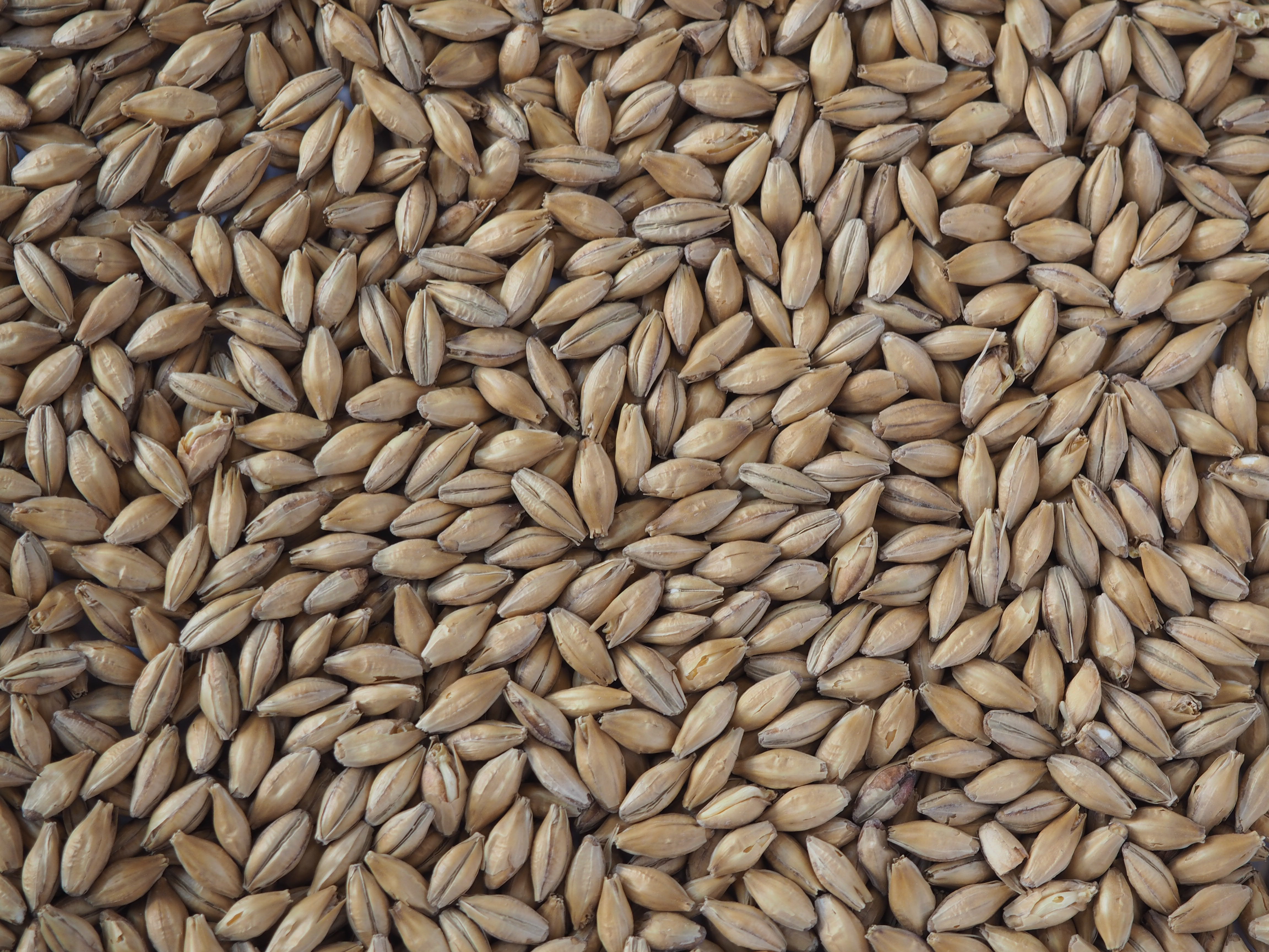 Crisp Chevallier Ale Malt - Heritage Variety - Full Flavour - BeerCo ...