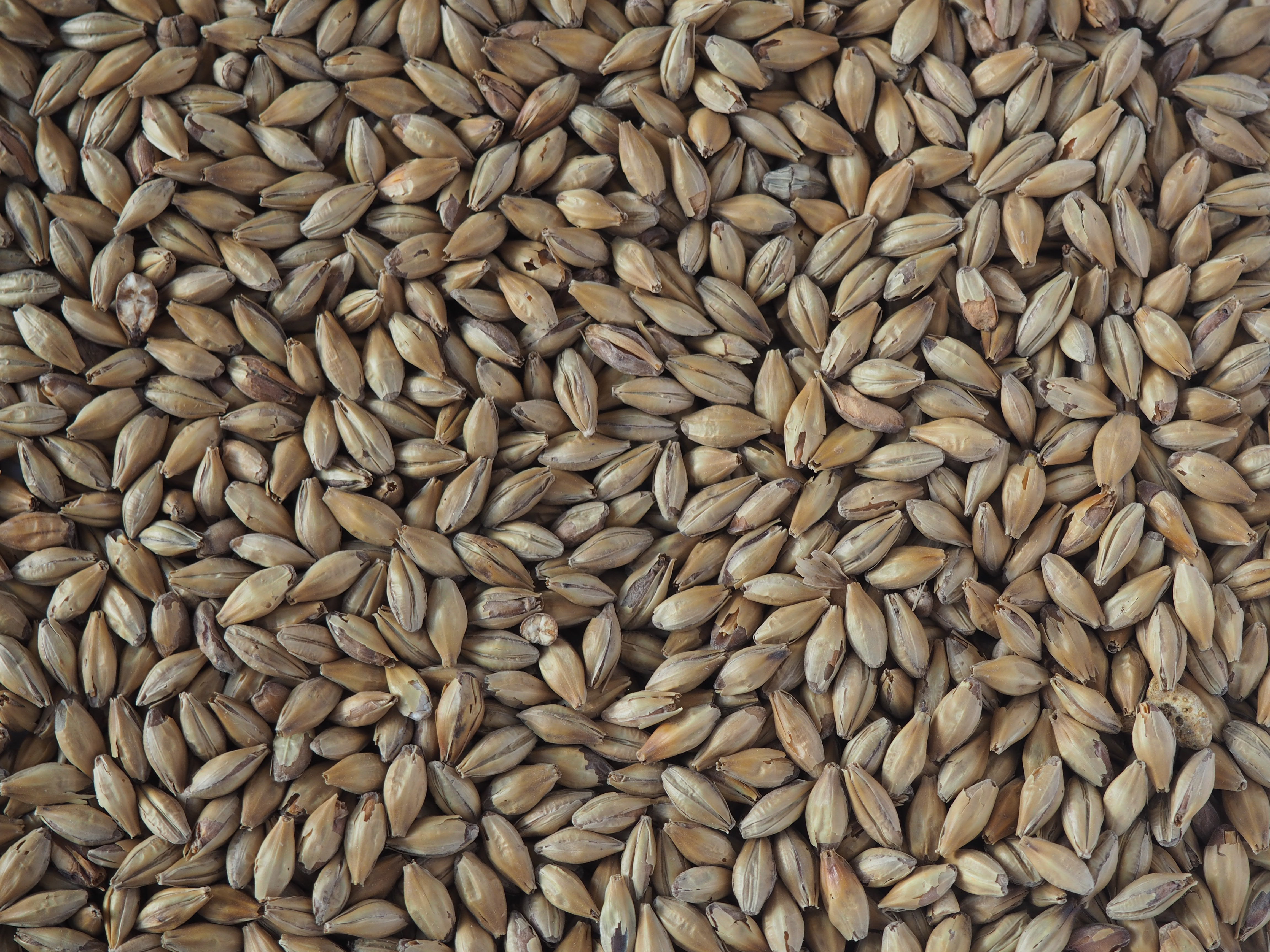 Crisp Scottish Heavy 50 Peated Malt - Smoke - Phenolic - BeerCo.com.au