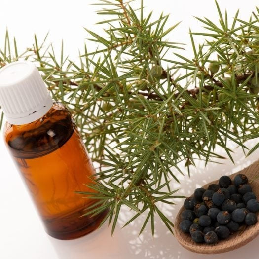 Juniper | Juniperus Communis | Bextract™ | C02 Supercritical Extract ...